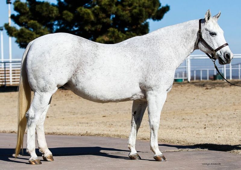 PG Special Edition - Flag Ranch LLC